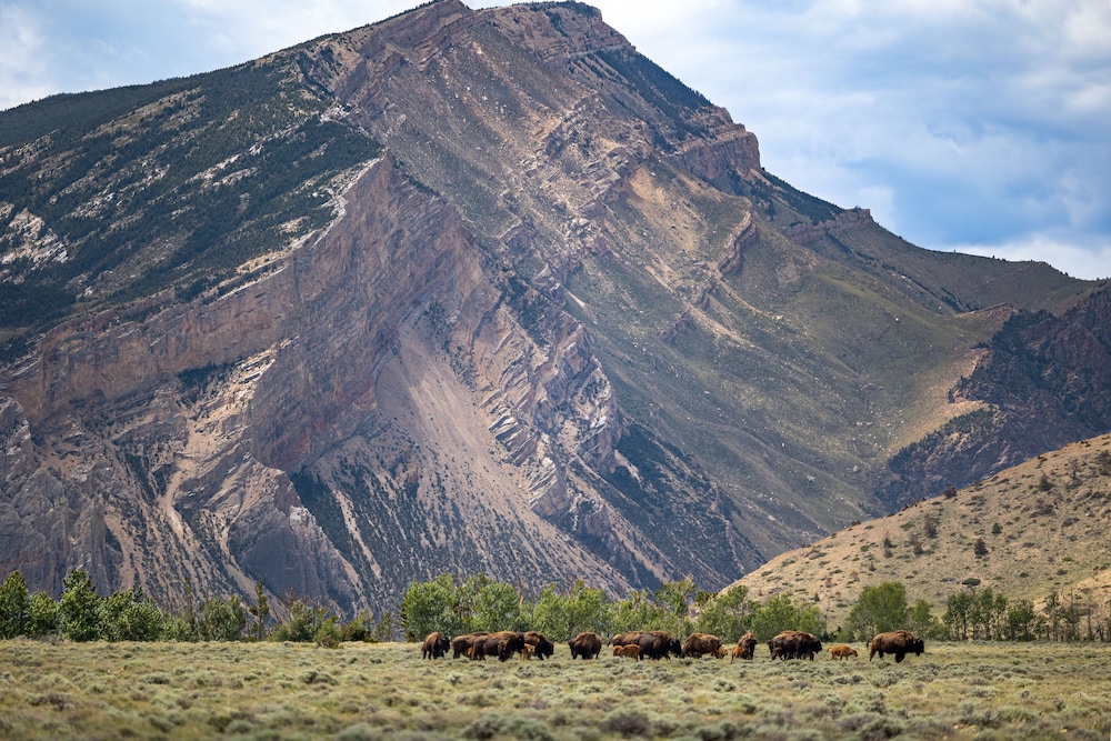 Tatum's Haven- Foot Or The Beartooth Mountains! - Wyoming