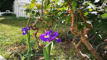 Jardim