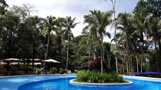 Piscina rodeada por palmeiras e vegetação tropical.
