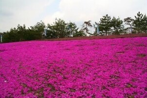 Um campo com flores rosa vibrantes e uma linha de árvores ao fundo.