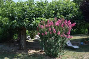 Um jardim com uma árvore e um arbusto com flores cor-de-rosa, um banco e uma cadeira.