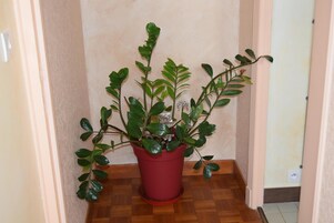 Uma planta em vaso num corredor com soalho de madeira e parede de cor clara.