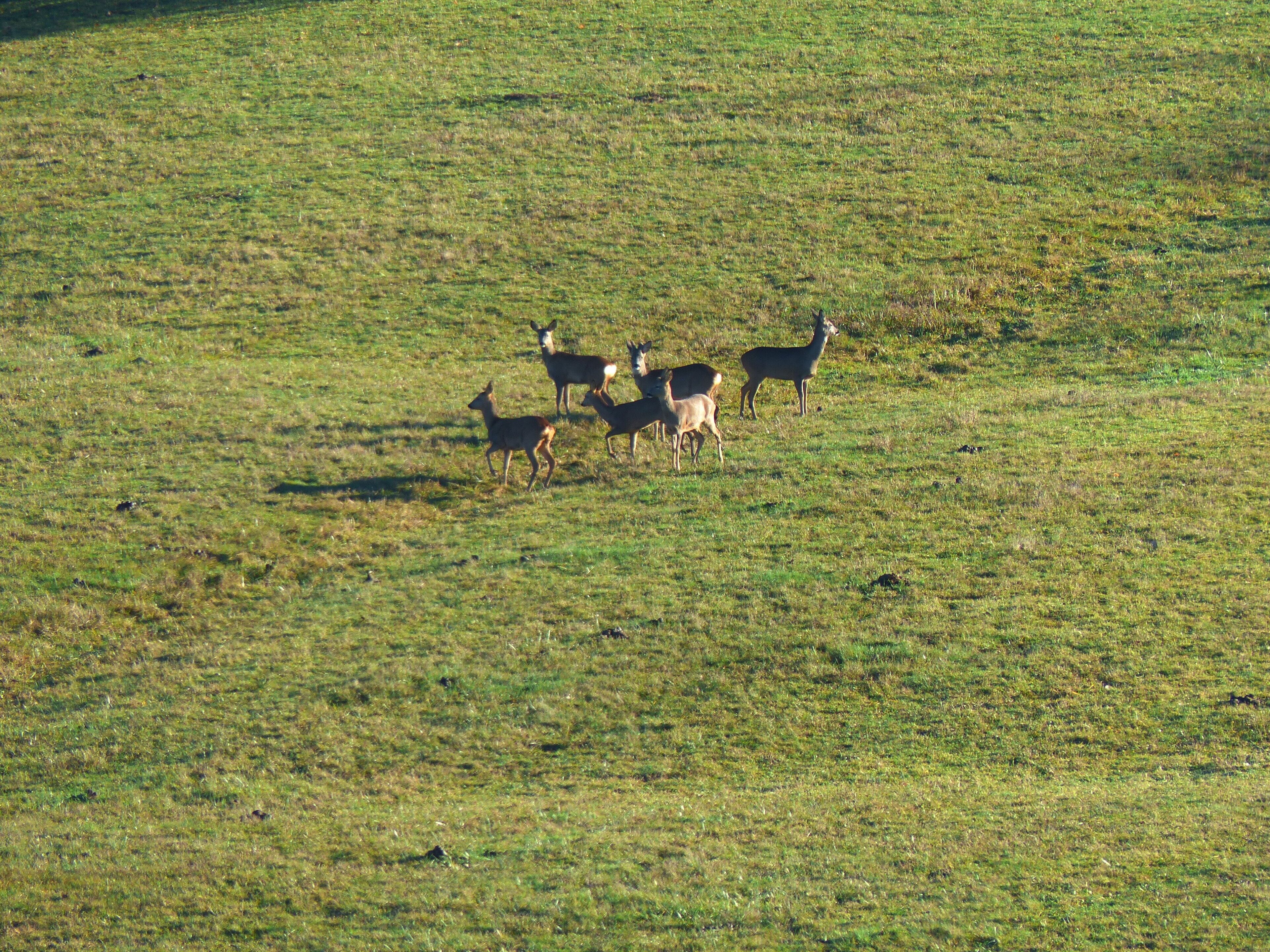 Um campo gramado com vários veados.