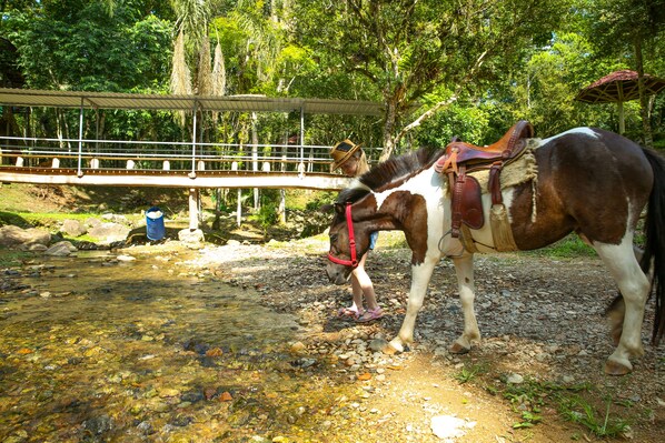 Um cavalo com sela e freios perto de uma ponte sobre um riacho em uma área arborizada.