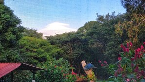 Vista da janela para um jardim exuberante com diversas plantas e flores.