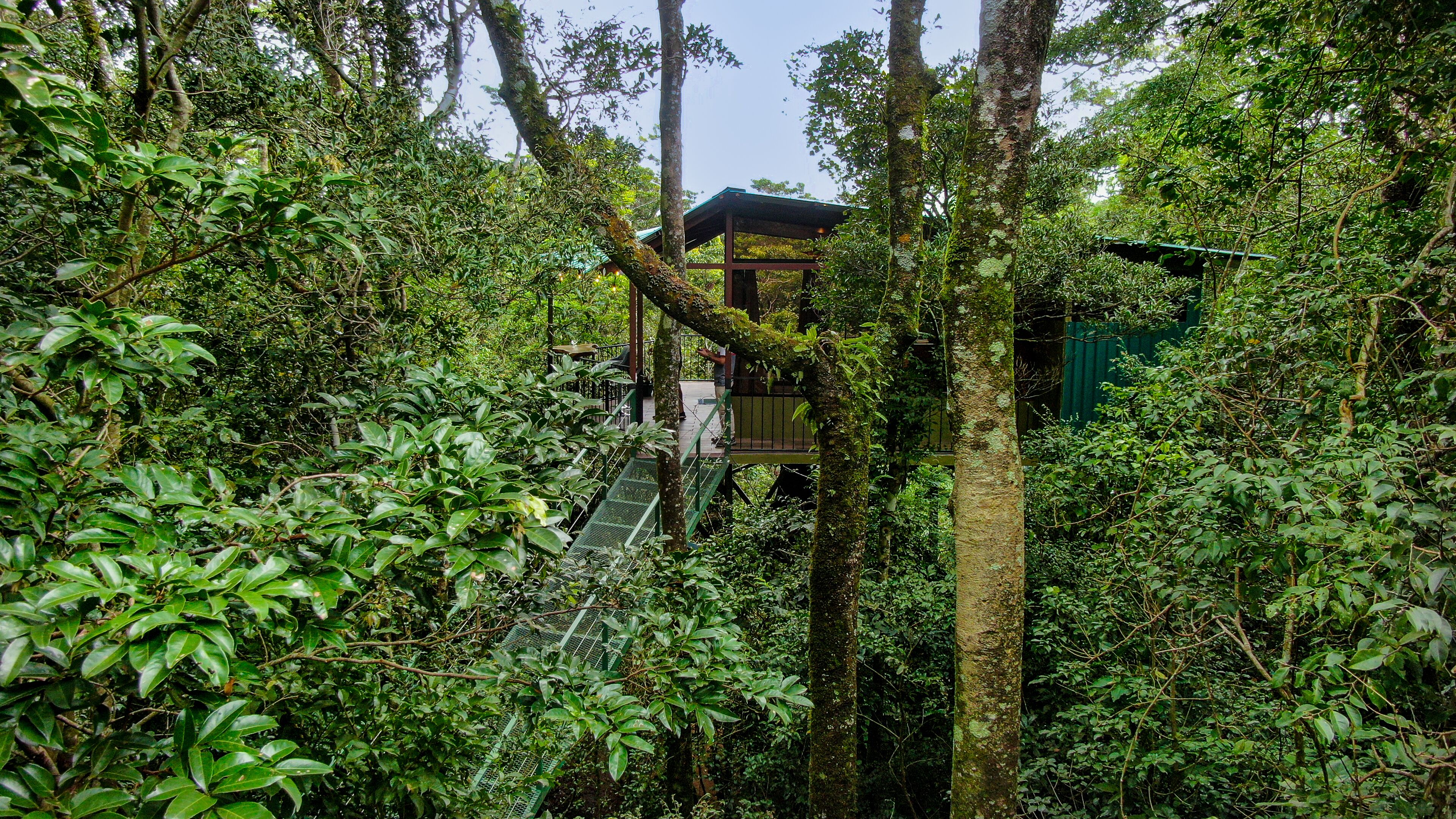 Uma casa na árvore com uma escada que a leva, rodeada por vegetação densa.