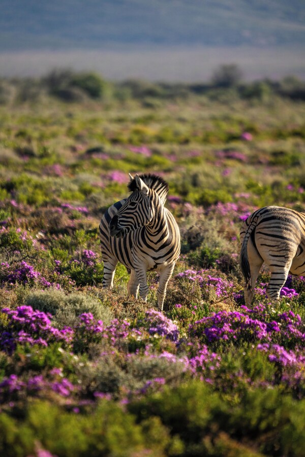 Kuganha Luxury Tented Camp - Western Cape