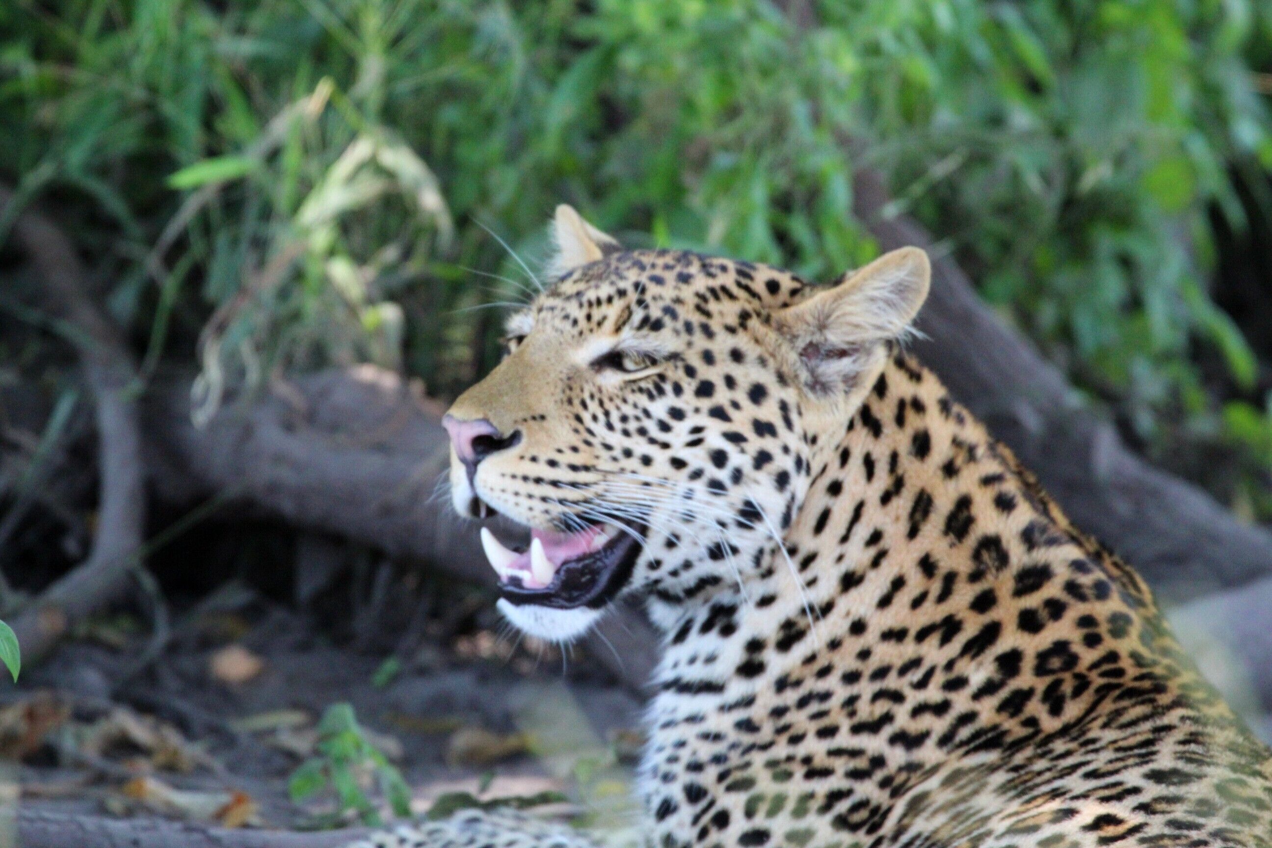 Um leopardo com pelagem manchada e postura relaxada.
