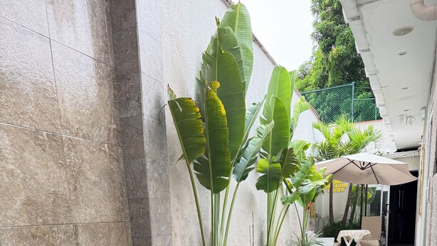 Piscina com bordas azulejadas, rodeada por plantas em vasos e uma área de estar com guarda-sol.