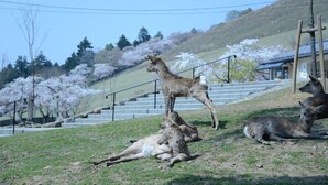 Um grupo de veados em um parque, com uma escadaria e cerejeiras ao fundo.