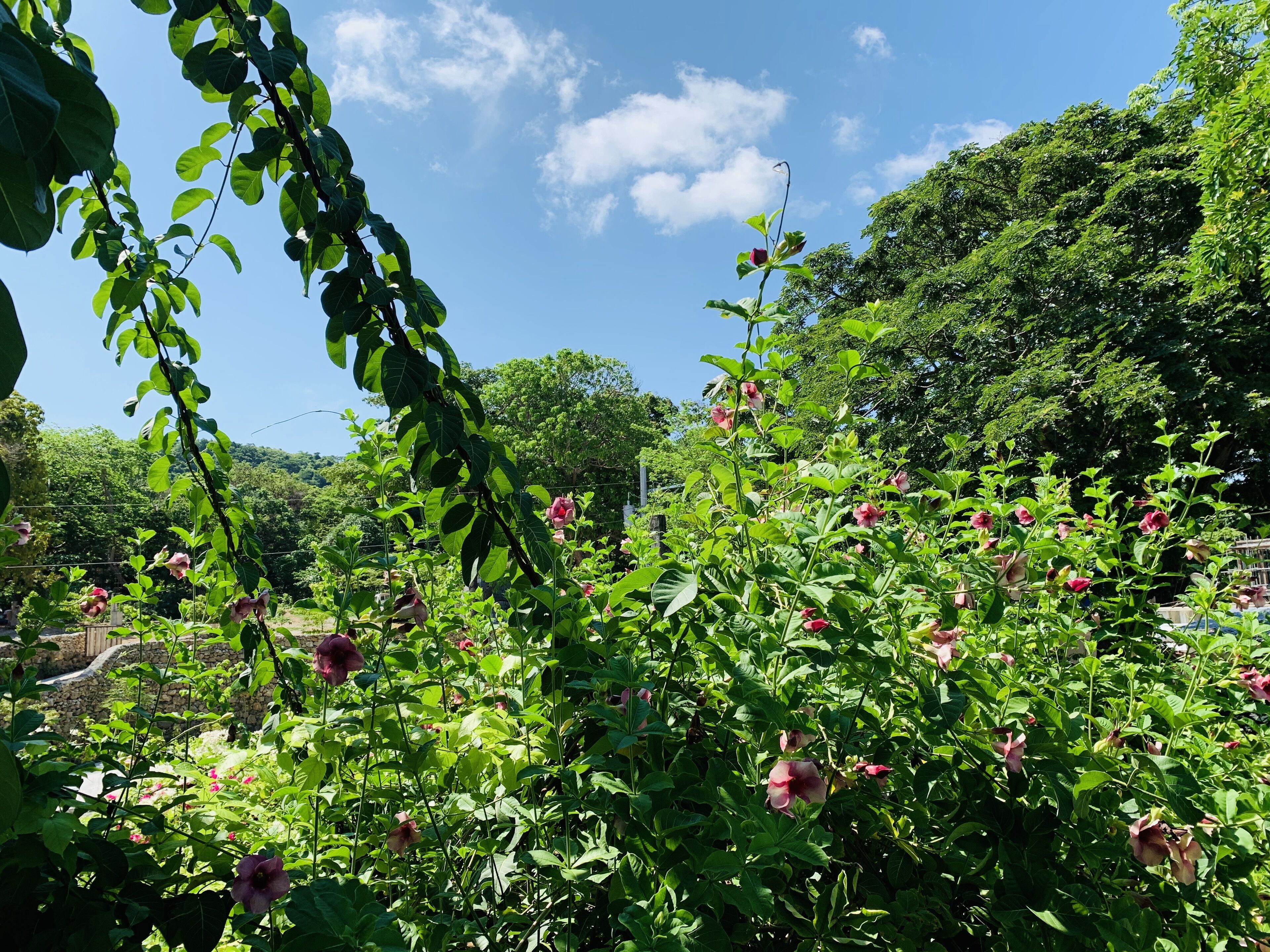 Um jardim com diversas plantas e flores, um muro de pedra e um céu azul límpido.