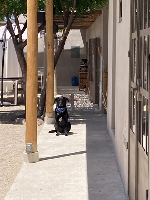 Um corredor exterior estreito com um cão sentado no chão, pilares de madeira e um edifício com janelas amplas.