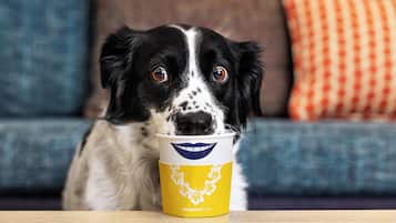 Aceita animais de estimação