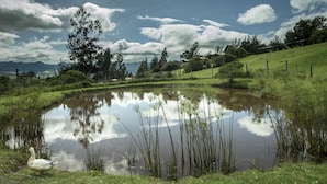 Paisagem tranquila com lago, um pato e uma cerca.