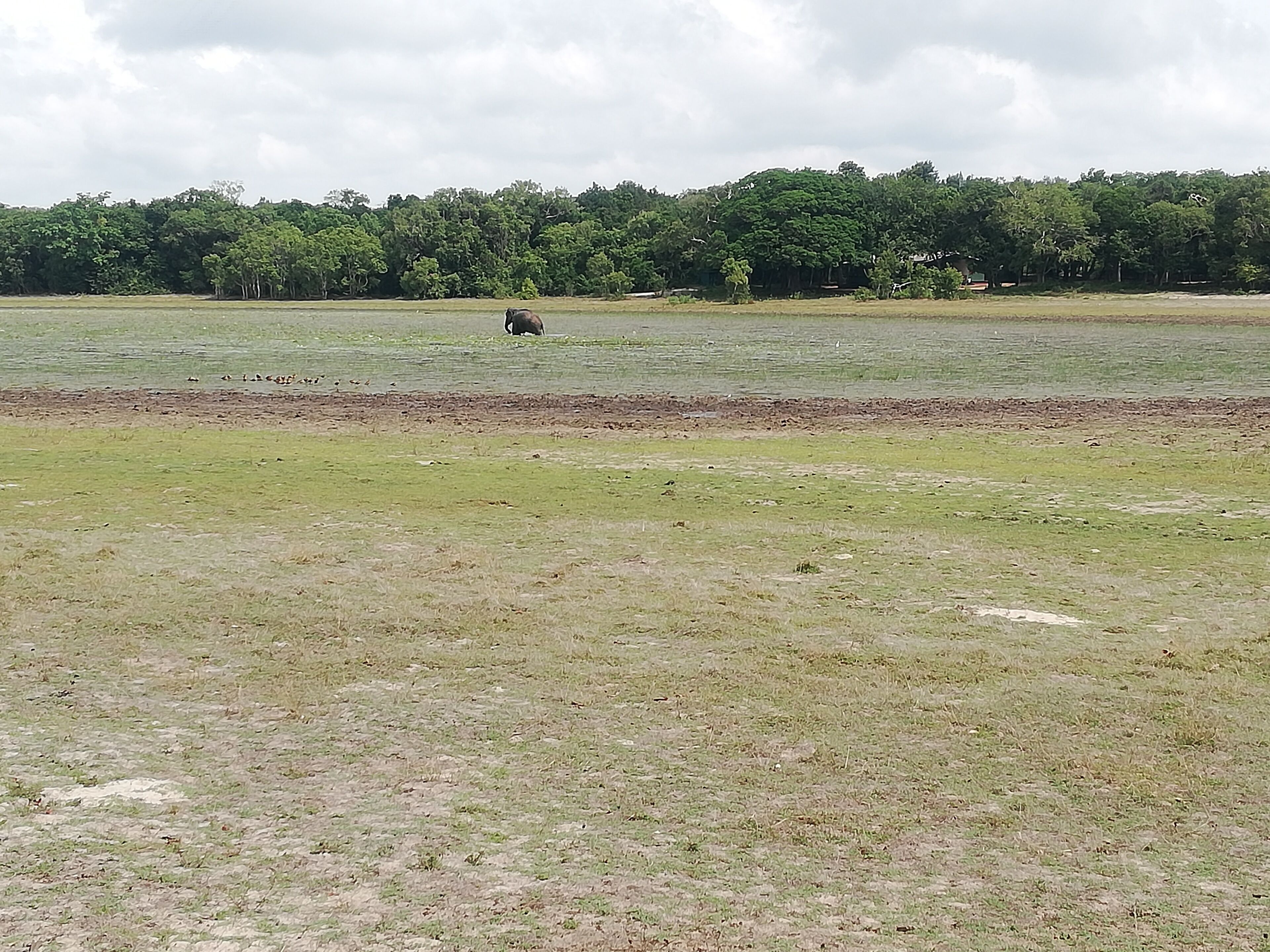 Um campo vasto com um elefante ao longe.
