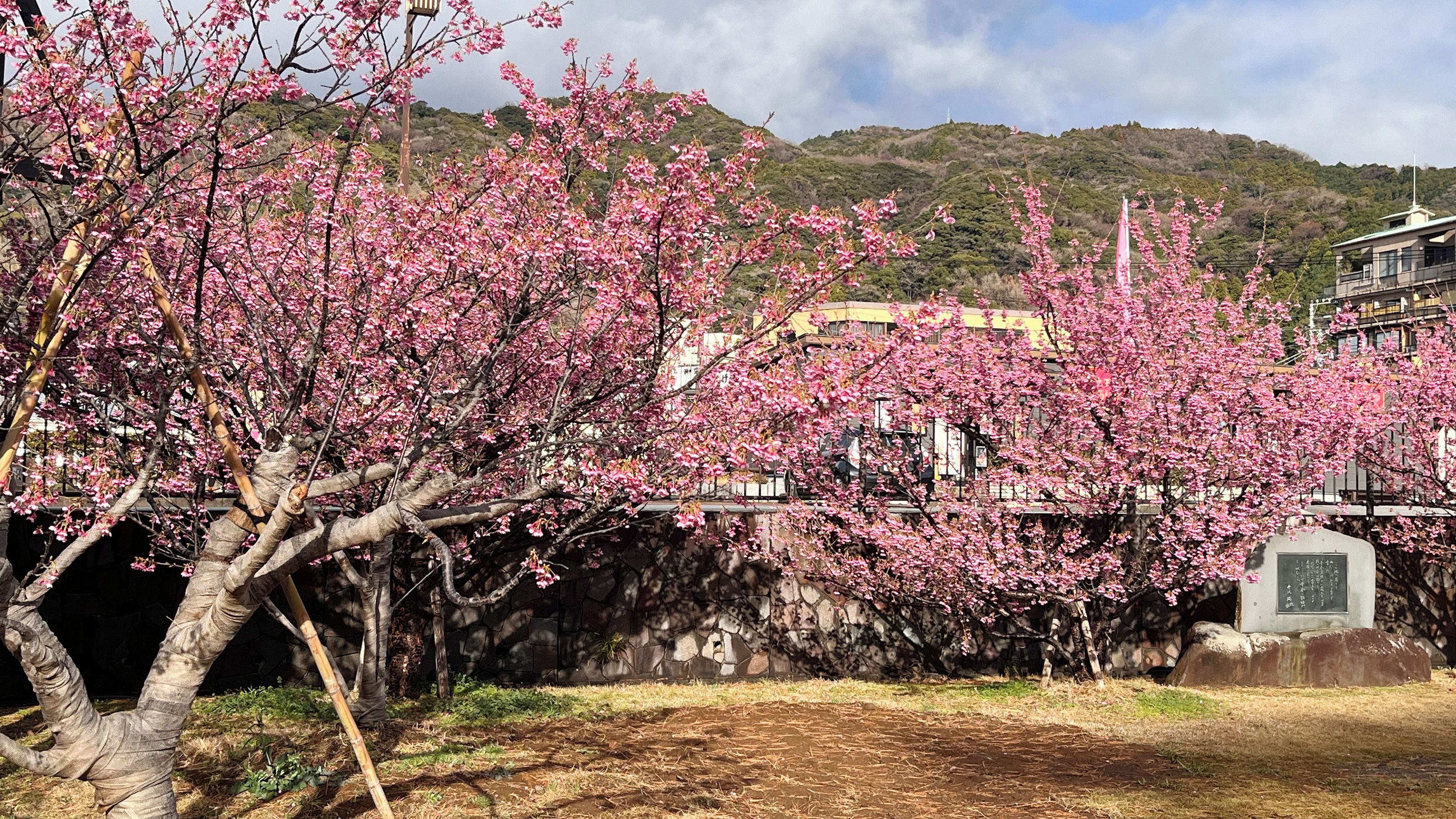 Uma cerejeira em flor vibrante, com um muro de pedra e um edifício ao fundo.