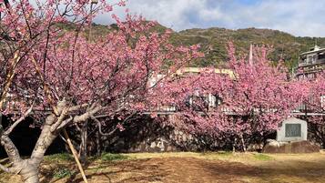 Uma cerejeira em flor vibrante, com um muro de pedra e um edifício ao fundo.