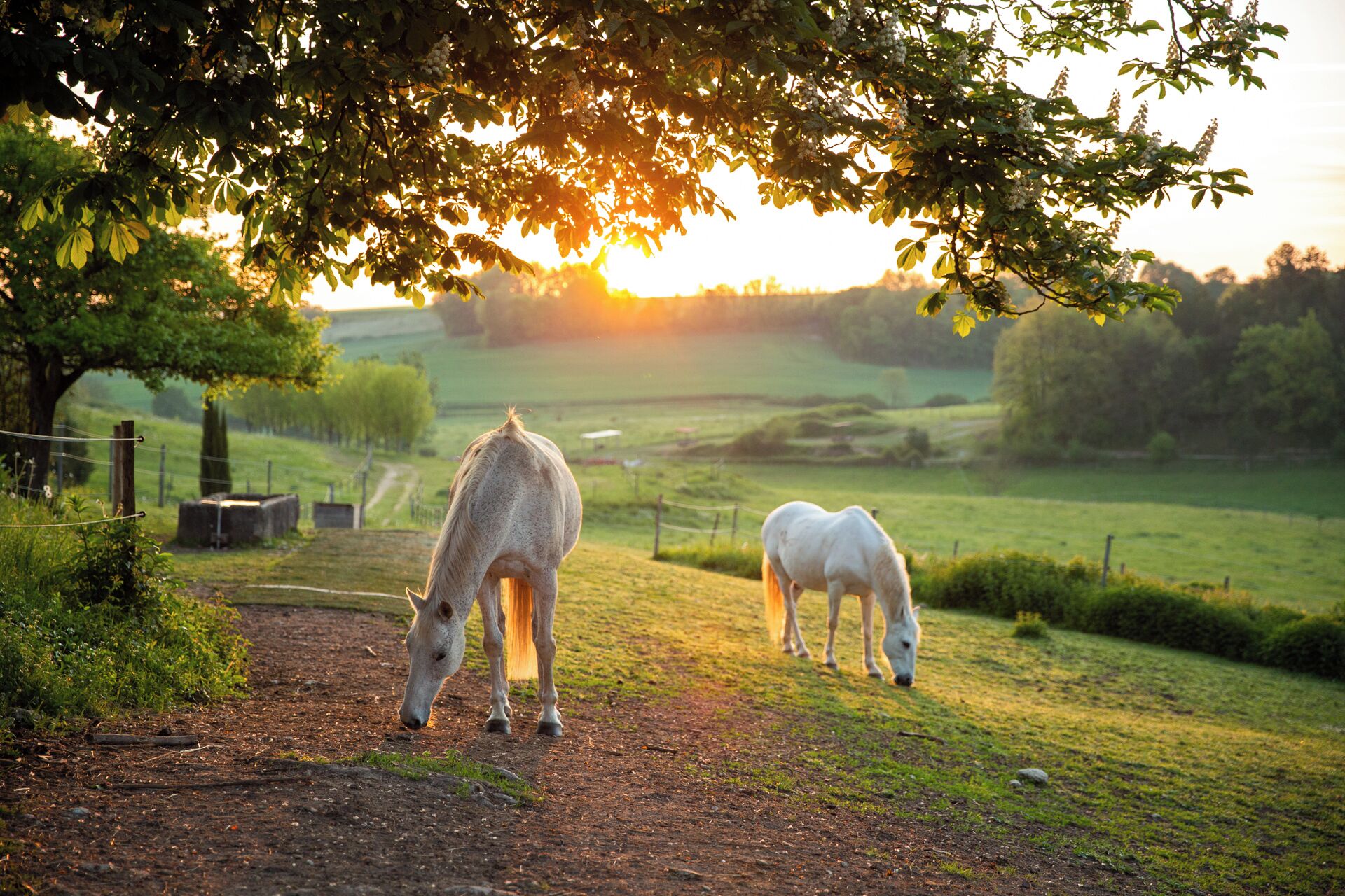 Dois cavalos pastando em um campo gramado com um caminho de terra, cercados por árvores e uma cerca.