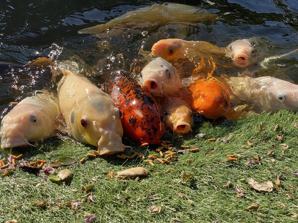 My Big Art Project - Santa Rosa, CA