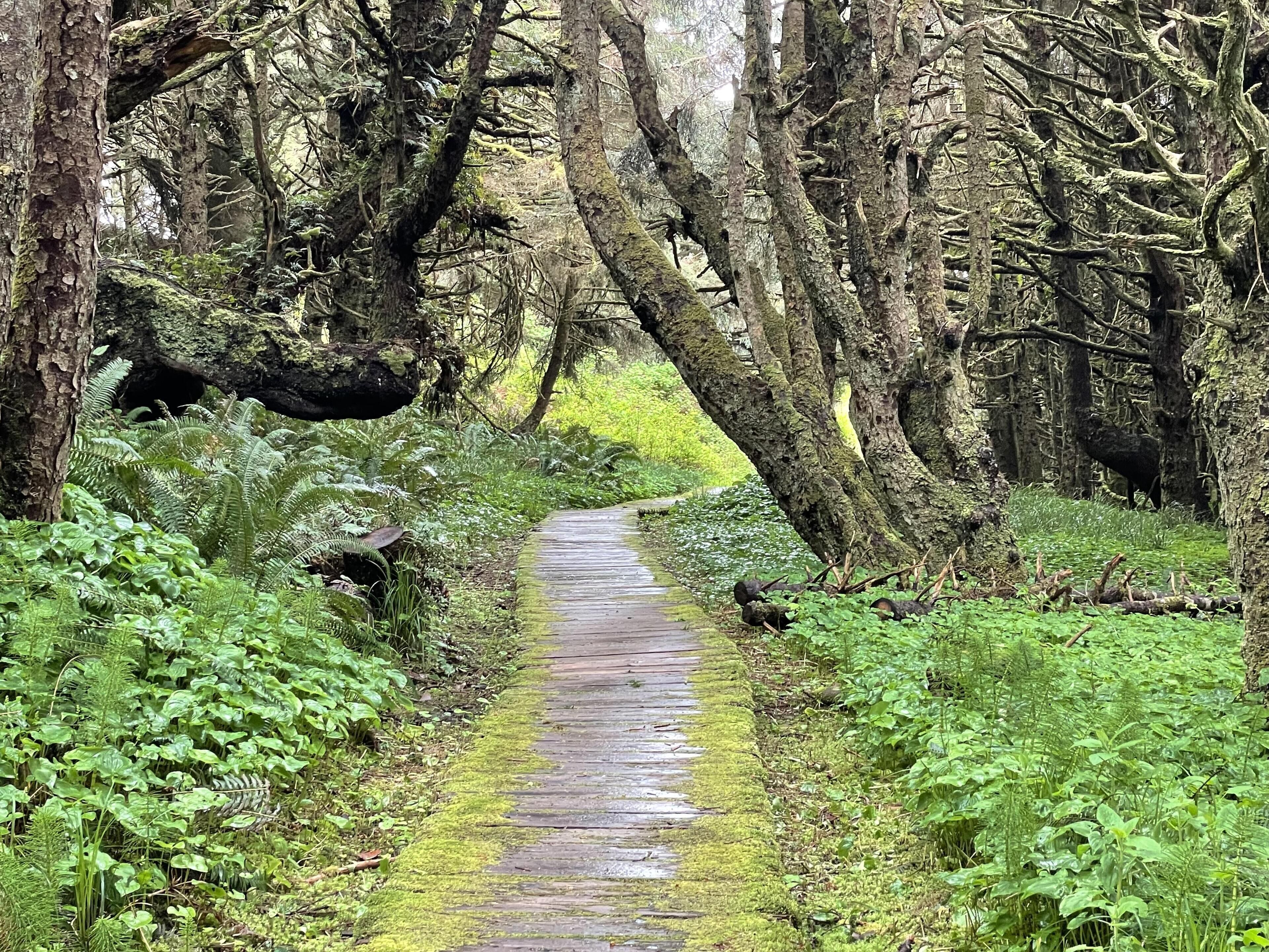 Um caminho estreito em meio à floresta, cercado por árvores e samambaias.