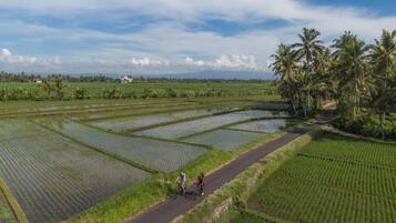 Vista de um campo de arroz com uma trilha e ciclistas.