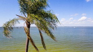 Uma palmeira à beira-mar, com vista clara do oceano e uma ponte ao longe.