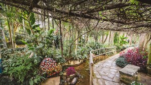 Um jardim exuberante com um caminho de pedra, um pequeno riacho e diversas plantas e flores.