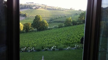 Vista de um vinhedo através de uma janela, com fileiras de videiras e algumas árvores ao primeiro plano.