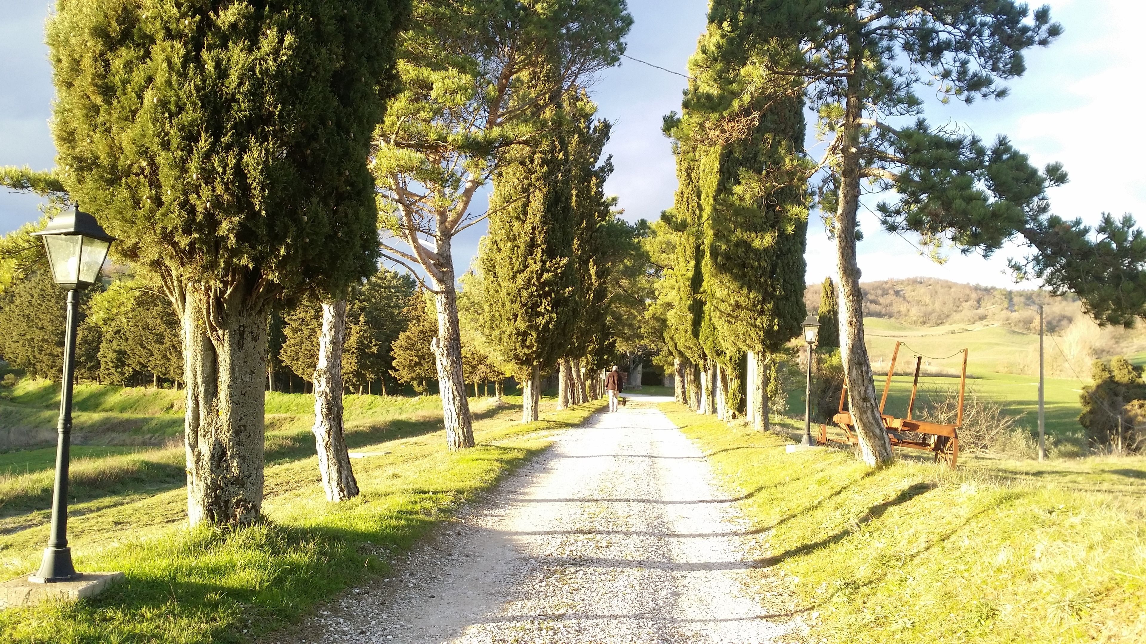Um caminho de cascalho ladeado por árvores altas e um poste de luz.