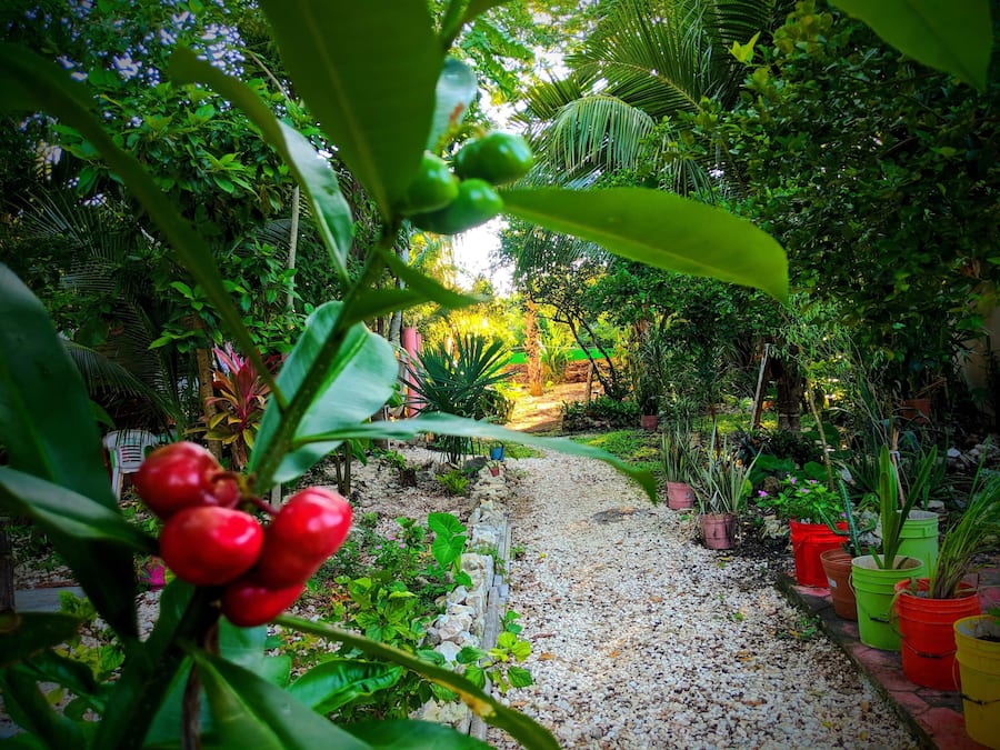 Jardim