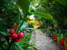 Jardim