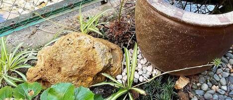 Área de jardim com uma grande rocha, uma planta em vaso e um pequeno elemento aquático.