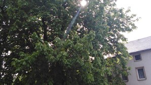 Uma grande árvore em frente a um edifício com várias janelas.