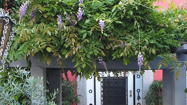 Uma porta branca com uma tela de malha preta, rodeada por vegetação exuberante e flores roxas.
