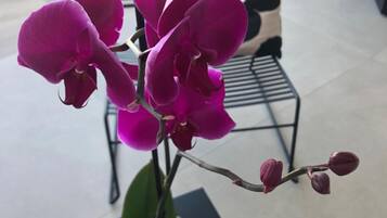 Uma orquídea em vaso, com várias flores e botões, sobre uma mesa preta em um quarto com piso de azulejos e uma cadeira ao fundo.