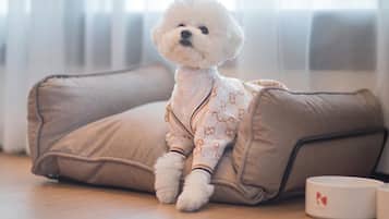 Um cão branco pequeno sentado num sofá bege em um quarto com chão de madeira e uma janela com cortinas.