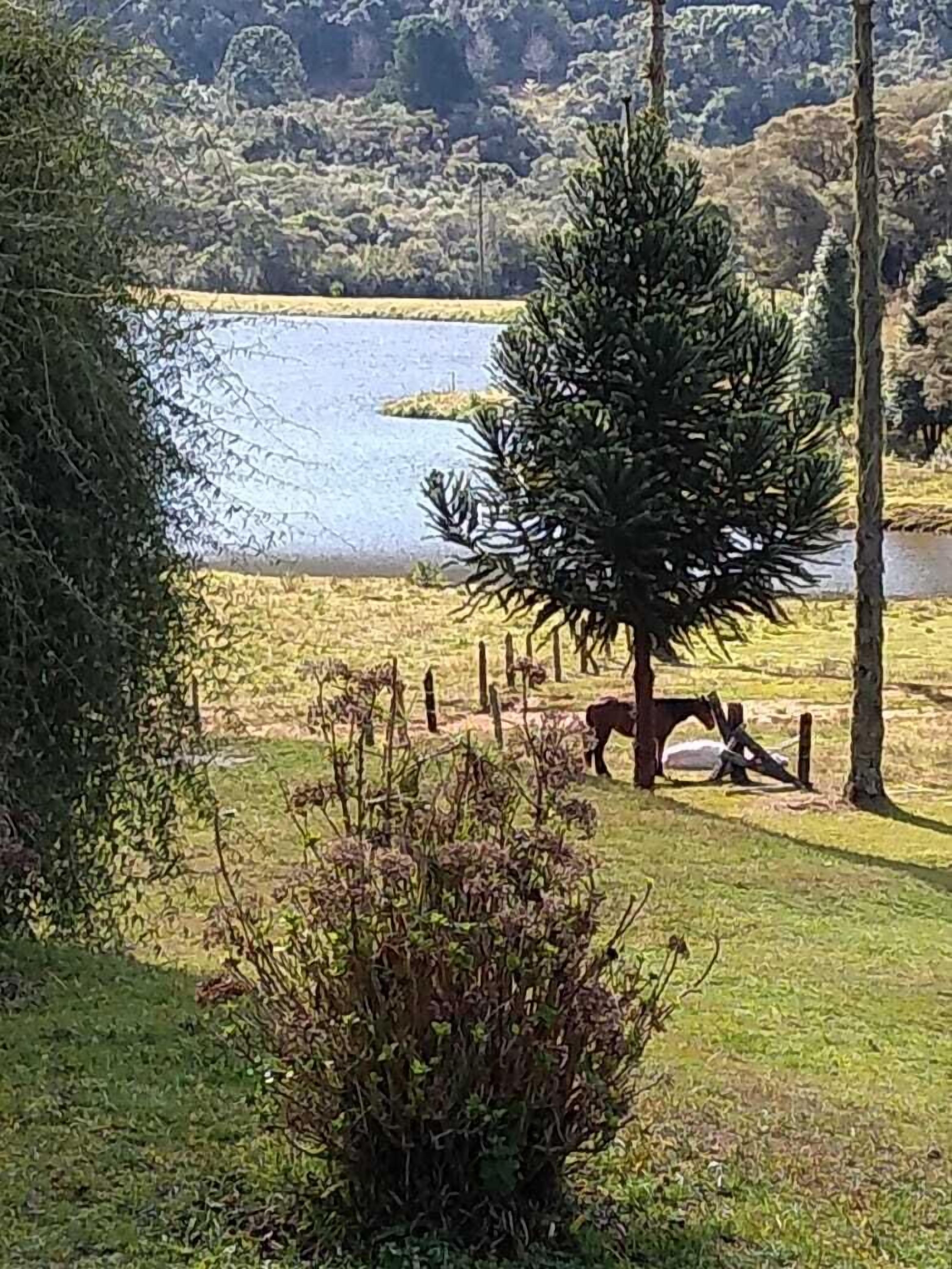 Paisagem tranquila com um lago, uma árvore e um cavalo pastando.