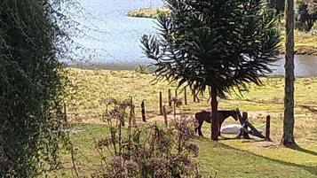 Paisagem tranquila com um lago, uma árvore e um cavalo pastando.