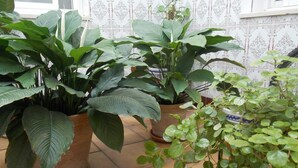 Quarto com várias plantas em vasos sobre um chão de azulejos.