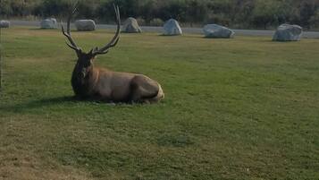 Um alce grande descansando em um campo gramado, com pedras grandes e colinas ao fundo.