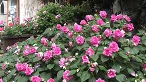 Um jardim com flores cor-de-rosa e um lampião de pedra.