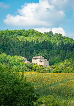 Paisagem rural com uma casa de pedra cercada por floresta densa e um campo de flores amarelas.
