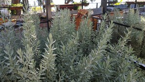 Uma área de estar coberta ao ar livre, com mesas e cadeiras, rodeada por plantas altas.