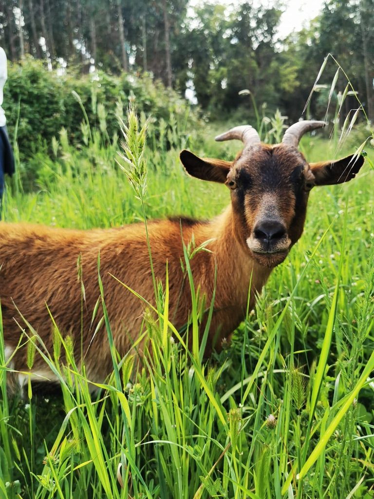 Uma cabra em um campo gramado, com árvores ao fundo.