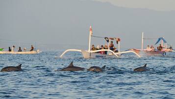 Um barco com pessoas, golfinhos na água e montanhas ao fundo.