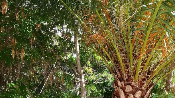 Um jardim com palmeira, plantas diversas e mobiliário de exterior.