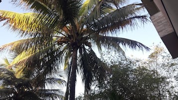 Jardim
