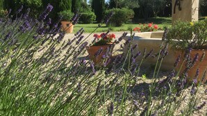 Um jardim com lavanda, ciprestes e uma fonte de pedra.