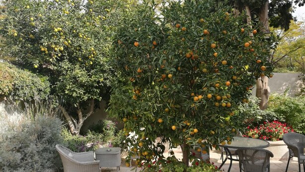 Um jardim com árvores de cítricos, móveis de vime e flores vermelhas.