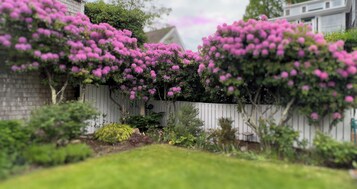 Estúdio exclusivo, várias camas | Terraço/pátio